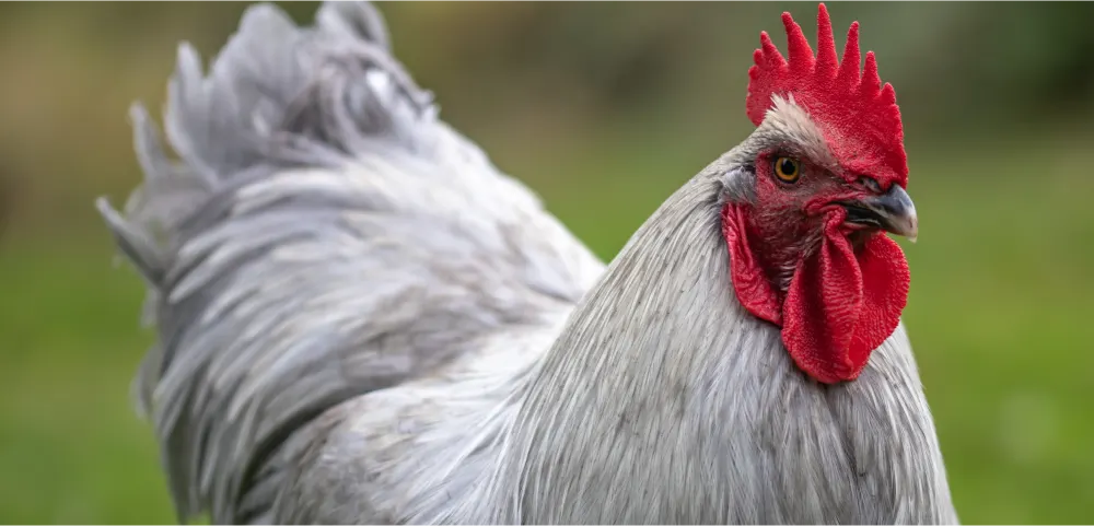 Treating Chickens with Open Sores | Clireon Wound and Skin Care